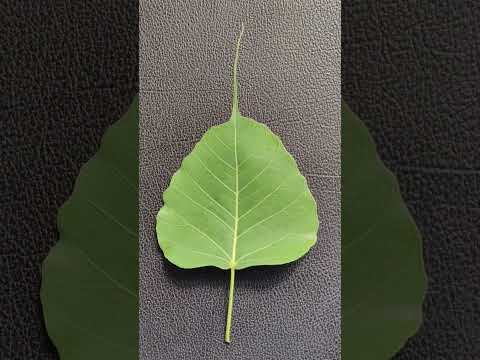 Find the leaf name...#nature #leaf #plant #tamil #shorts #viral