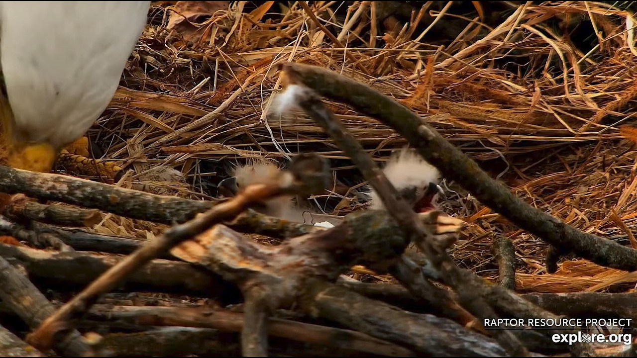 Decorah Eagles: And Now There Are Two! Explore.org 3-29-2026