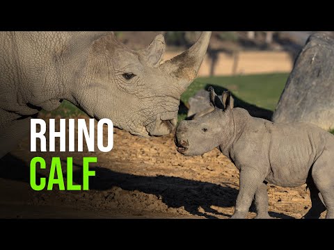 San Diego Zoo Wildlife Alliance Boosts Rhino Conservation Efforts With Threatened Rhino Calf Birth