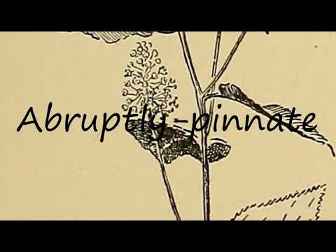 How to Pronounce Abruptly-pinnate?