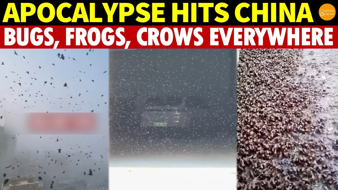 Apocalypse Hits China: Black Clouds of Bugs, Frogs and Crows Everywhere ...