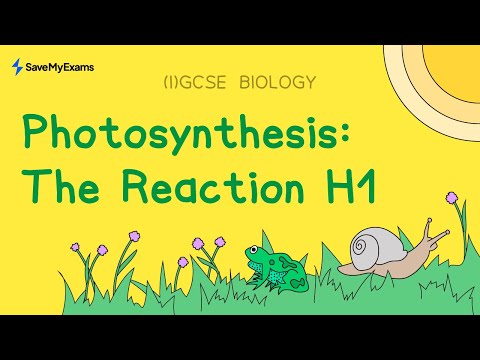 Photosynthesis The Reaction H1 | GCSE Biology & IGCSE Biology Revision