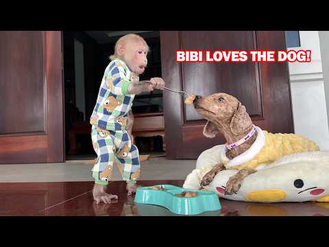 Bibi always takes special care of the poor Dog!