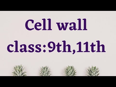 CELL WALL(DEFINITION,PHYSICAL STRUCTURE)