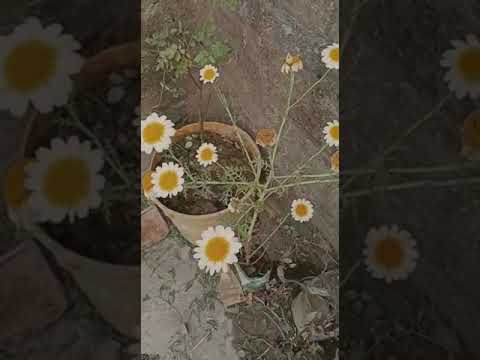 Common daisy flowers #youtubeshorts #shortsvideo