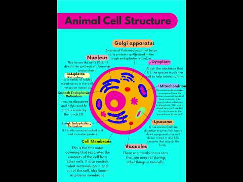 Structure of Animal cell|Animal cell structure|Function of Animal cell organelles|#animalcell#shorts