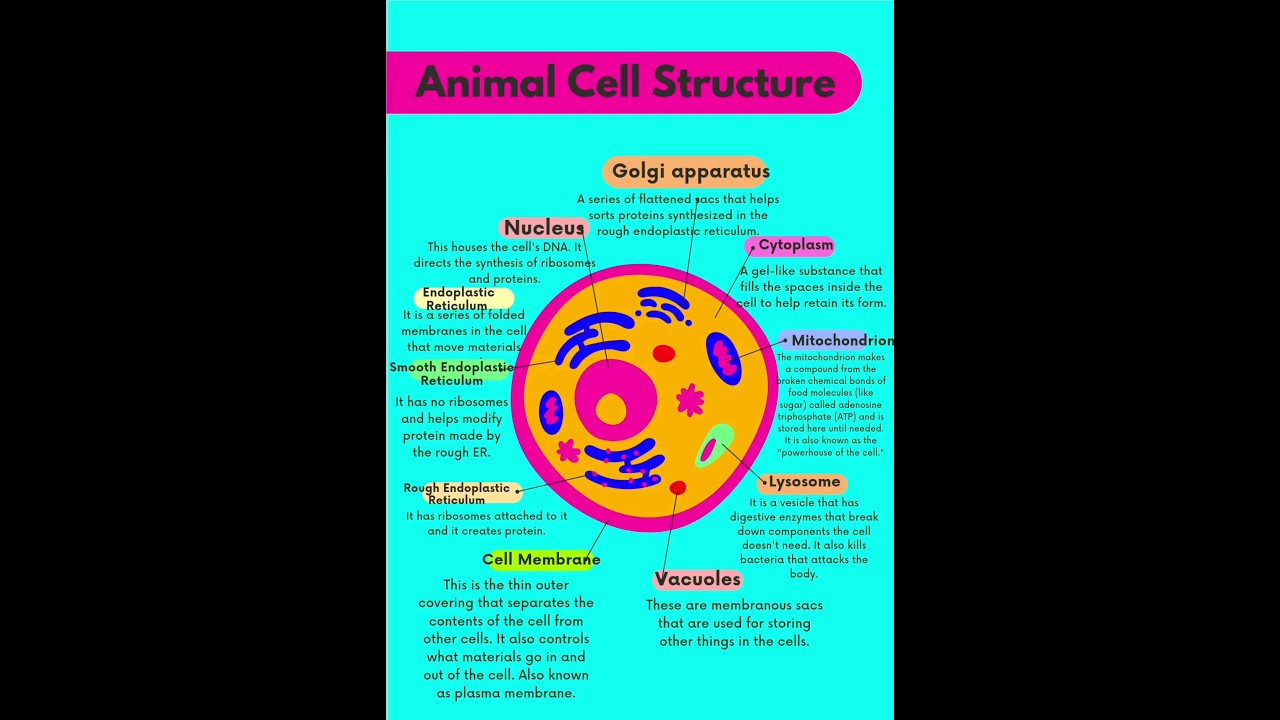 Structure of Animal cell|Animal cell structure|Function of Animal cell organelles|#animalcell#shorts