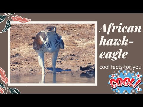 African hawk-eagle facts