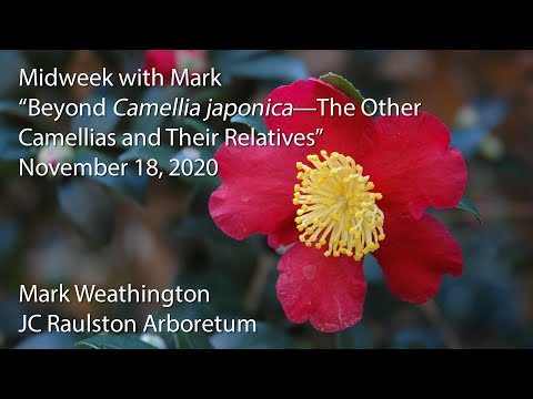 "Beyond Camellia japonica, the Other Camellias and Their Relatives"
