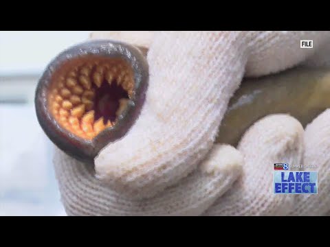 Ask Ellen: Why are invasive species so bad?