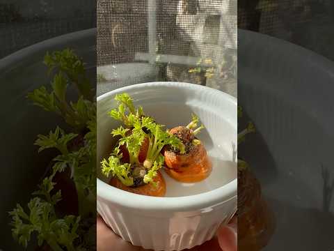 I’m regrowing carrots! 🥕 The carrots will produce carrot seeds for me to plant! 🌱