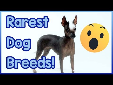The Worlds Rarest Dog Breeds! Dog Breeds You've Never Heard of!