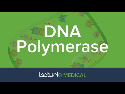DNA Polymerase | Biochemistry