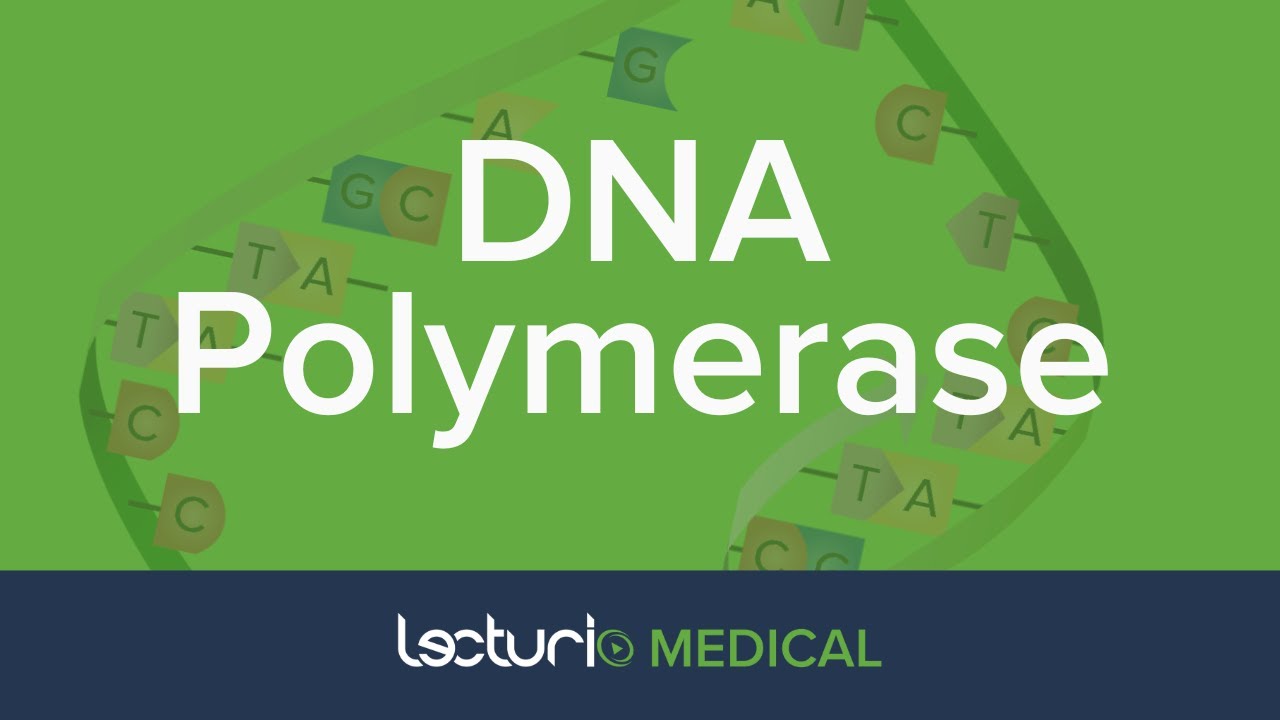 DNA Polymerase | Biochemistry