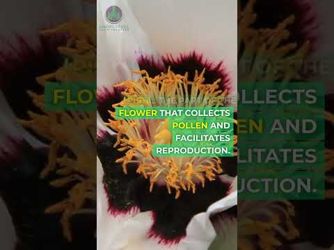 "Pistil: The Heartbeat of Floral Fertility"