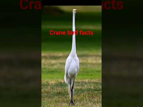 Crane bird facts 🐤🐤 bird videos #birdsfacts #birdvideos