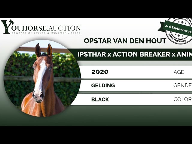 Youhorse.auction | Opstar van den Hout