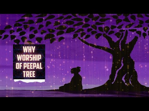 why worship of peepal trees?