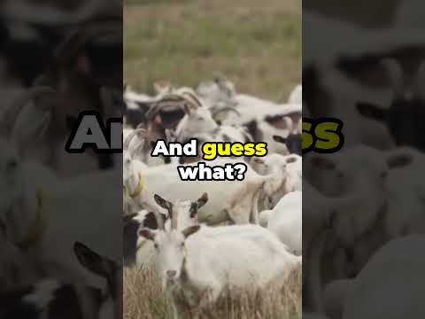 21 Amazing Facts About Goats!