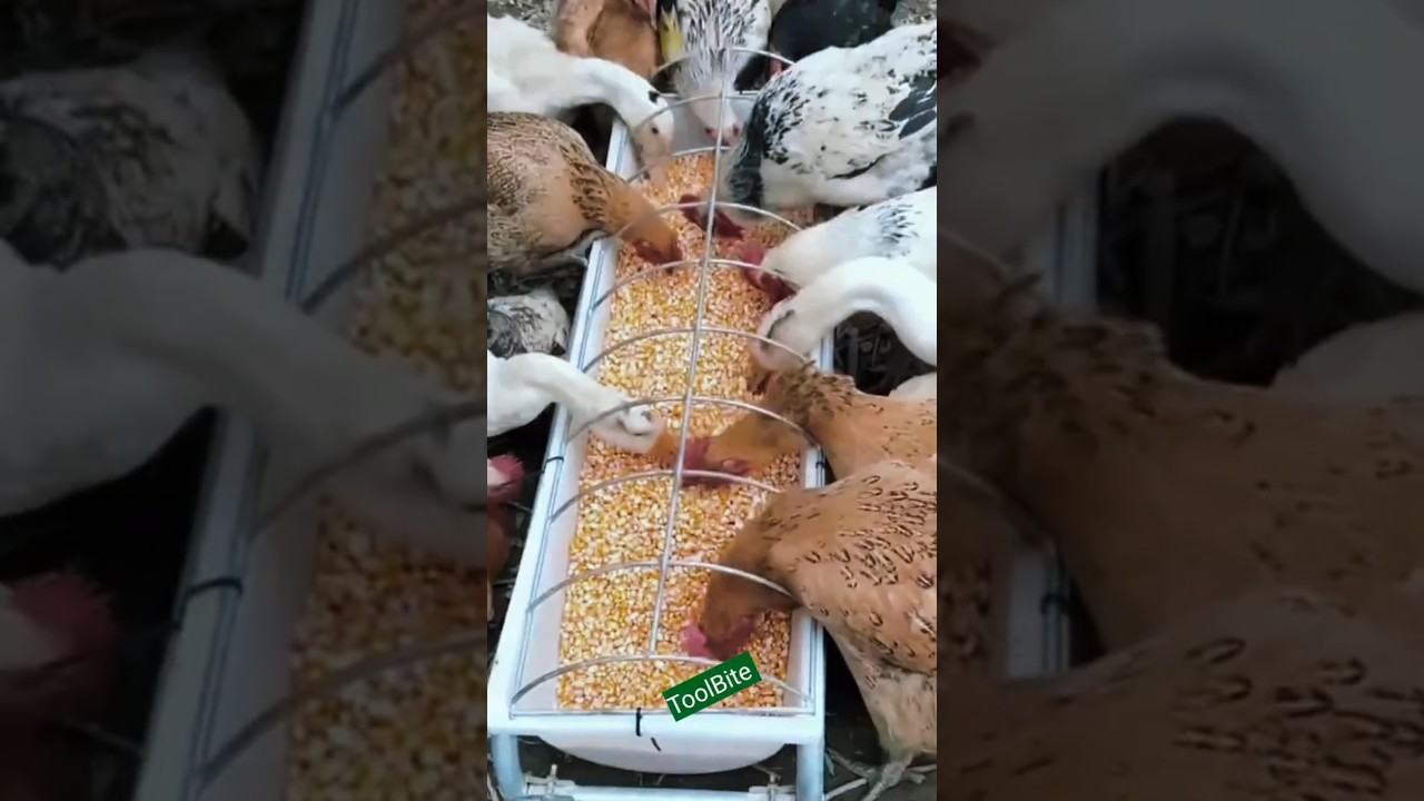 Multi-Purpose Poultry Trough | Feed and Water for Ducks, Geese, Chickens