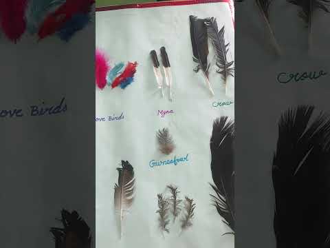 #birds feathers#types of feathers#feathers#science project#sacred heart public school CBSE