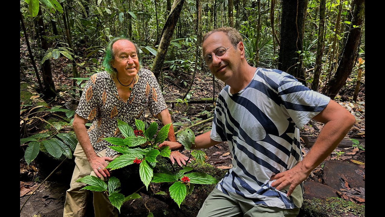 FIELD TRIP WITH PATRICK BLANC IN SOUTHWEST PAPUA - MALAGUFUK LOWLAND RAINFOREST