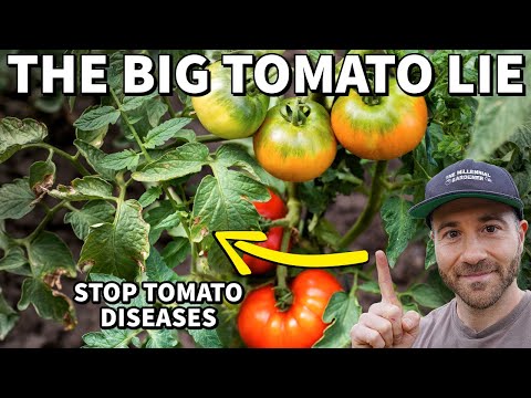 The BIG TOMATO LIE: Why Tomato Plants REALLY Get Disease & Pests (And How To Stop It)