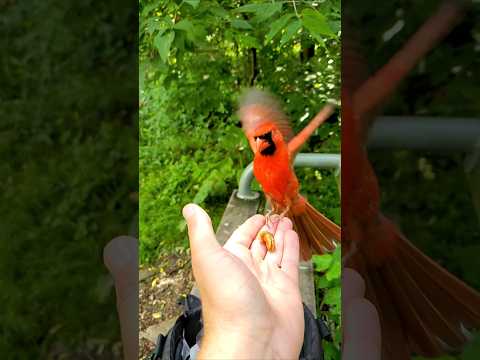 Northern Cardinal beauty lands on my hand for the very first time 😁#frienldybirds#birdfriend