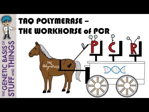 Taq polymerase: The workhorse of PCR. Neigh!!!