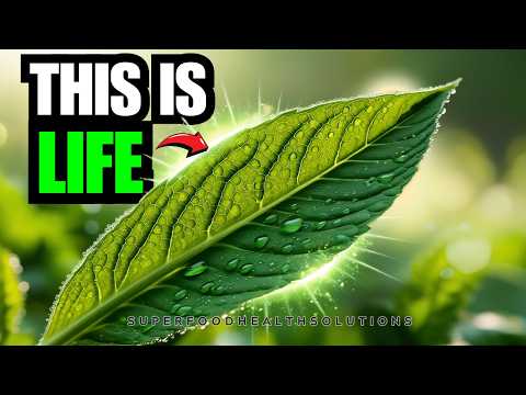 9 PROVEN Chlorophyll Health Benefits That'll Change Your Life!