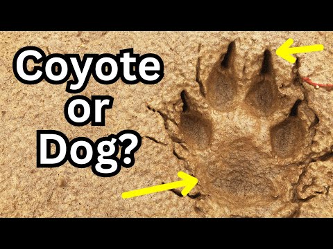 Coyote VS Dog Tracks: Easy Ways to Tell the Difference