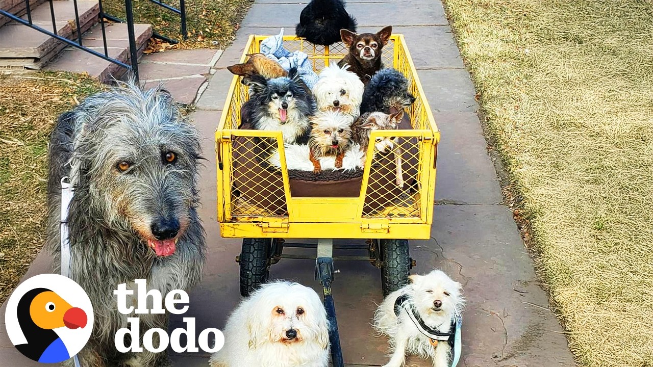 This Guy Has Nine Senior Dogs — And He Can’t Stop Rescuing Them | The Dodo