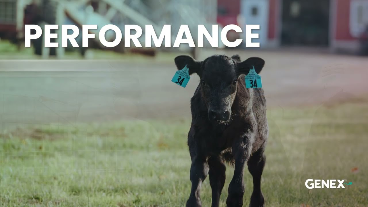 FeedWise™ Beef x Dairy Program