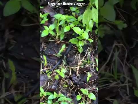 ππ Southern Black Racer at Tampines Eco Green