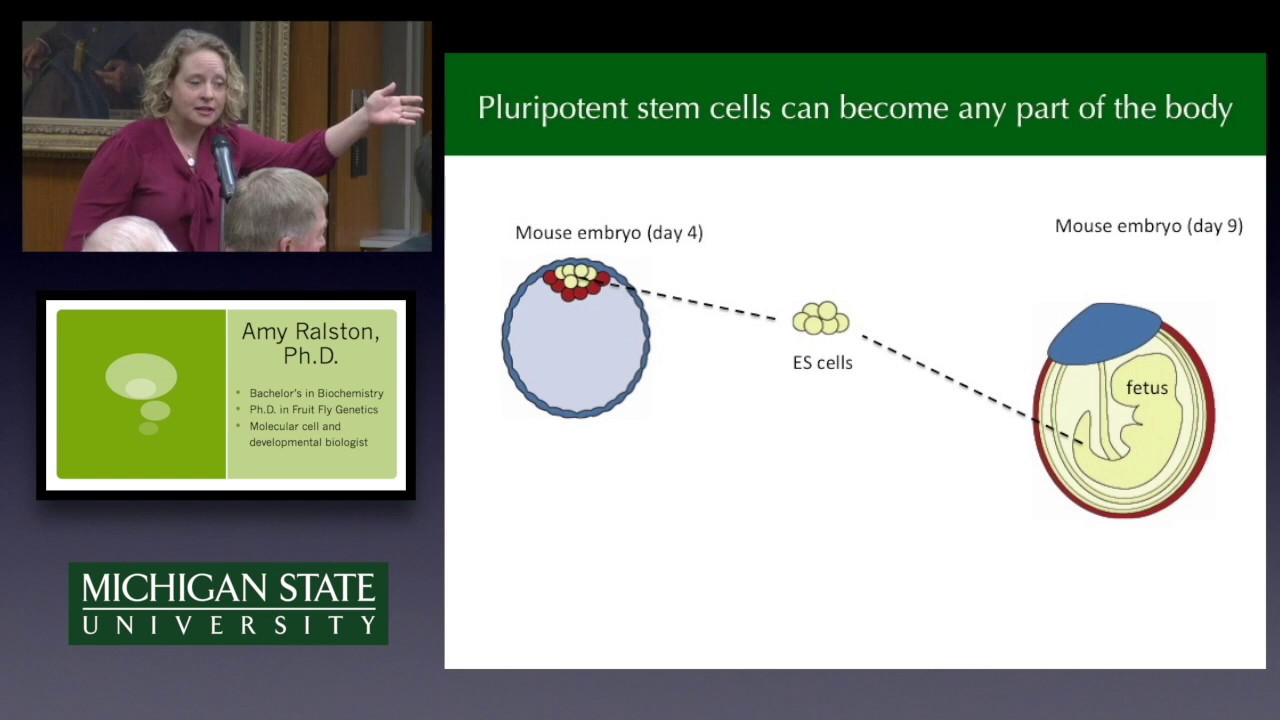 Stem Cells from the Mouse Embryo