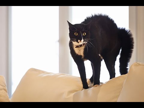 Scary Menacing Tough-Guy Kittens – Lee Duigon