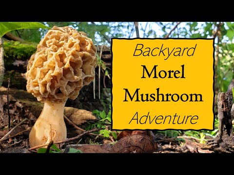 Morel Mushrooms Hunting, our first finds! Illinois homesteading!