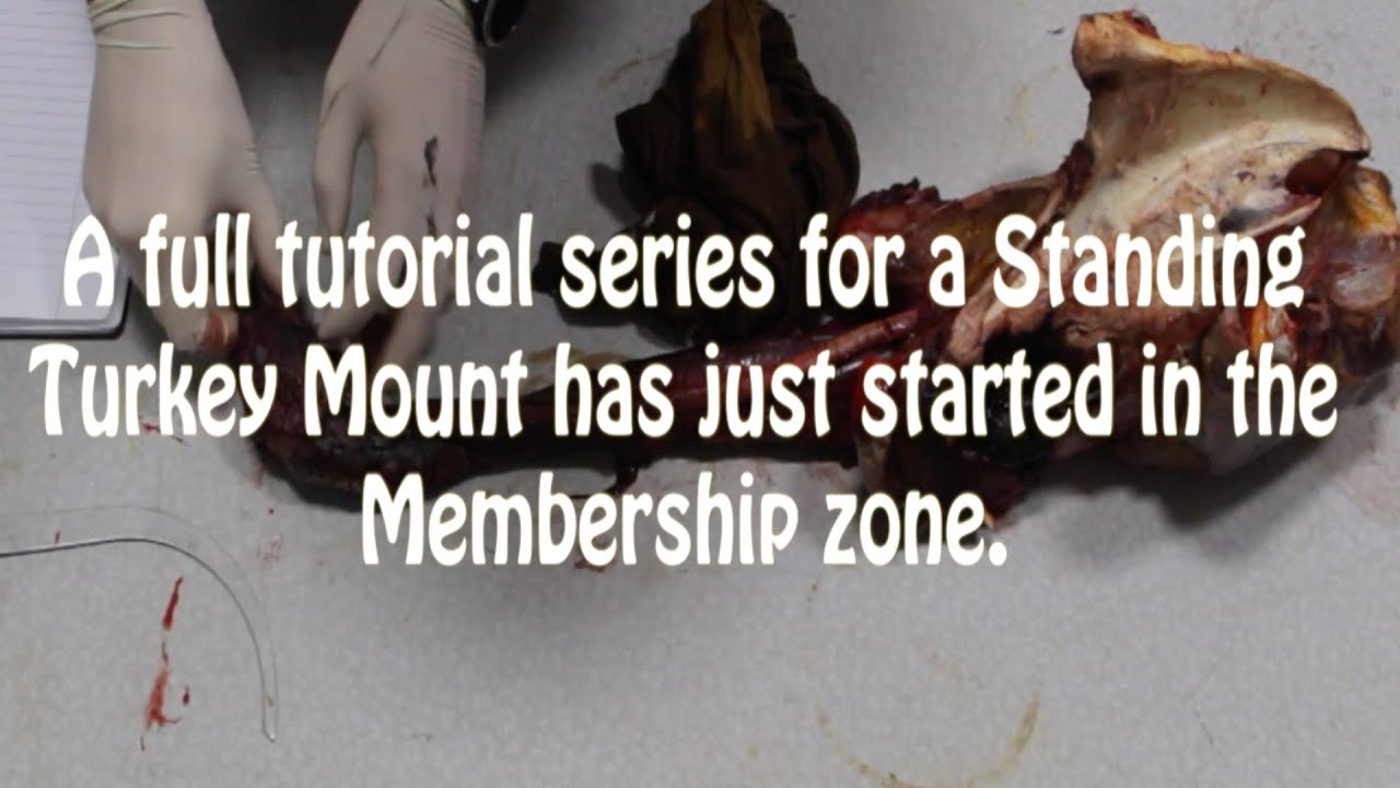 Standing Turkey Mount. Full tutorial.
