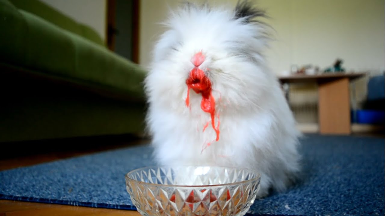 Rabbit Eating Strawberries & Cherries