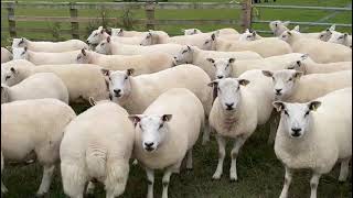 Sheep for Sale & Wanted | Border Livestock Exchange