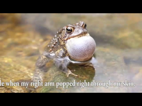 The Hidden Life of a Toad