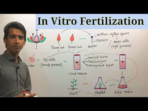 In Vitro Fertilization In Plants | Plant Tissue Culture | Lec.32