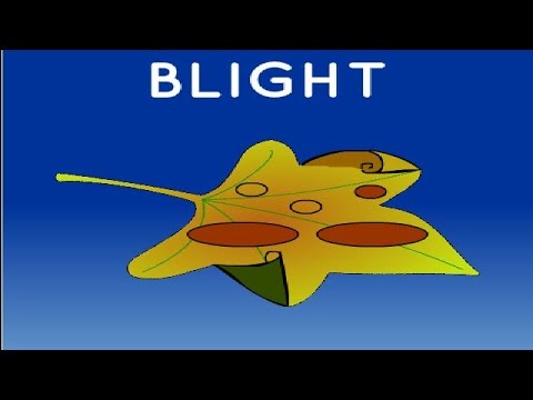 Blight