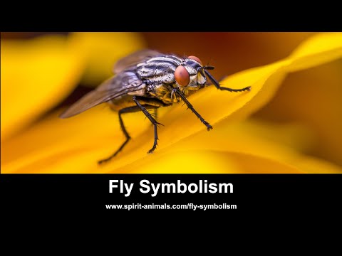 Fly Symbolism