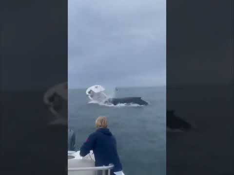 Whale capsizes boat in Portsmouth Harbor off New Hampshire Coast