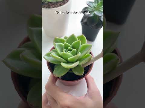 How do we know when our succulents need water?! #succulentsbox #succulents #cactus #watering #shorts