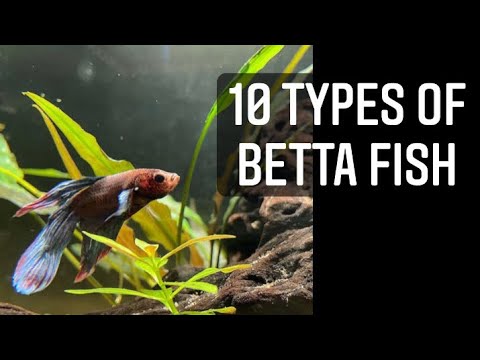 10 Types of BETTA Fish | tail types