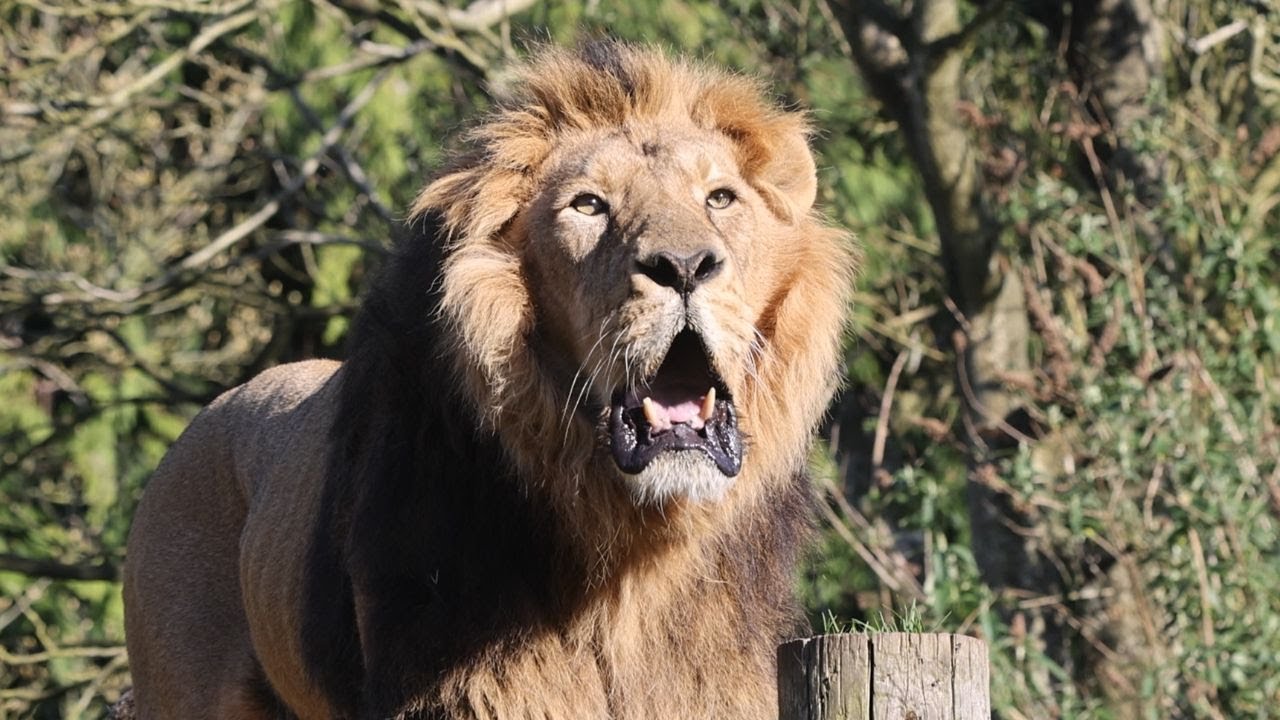 Epic Lion Roars