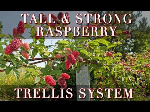 How To Construct A Strong Raspberry Trellis System (For All Raspberry ...