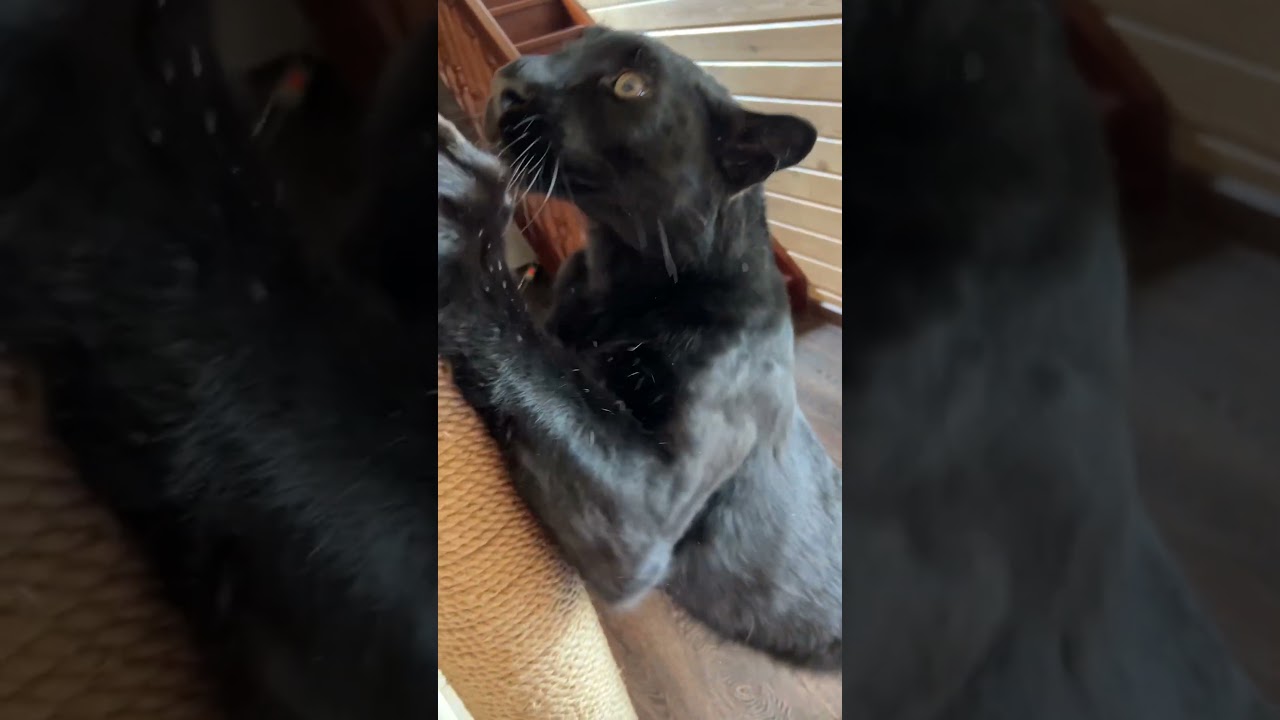 The kitten and her scratching post😸